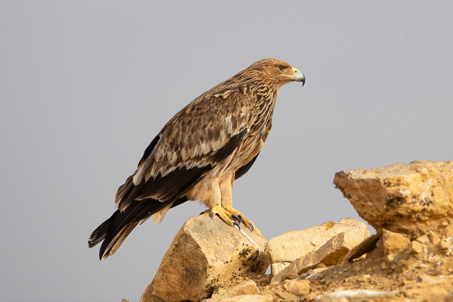 Birds of Saudi Arabia: Eastern Imperial Eagles - Ushaiqer