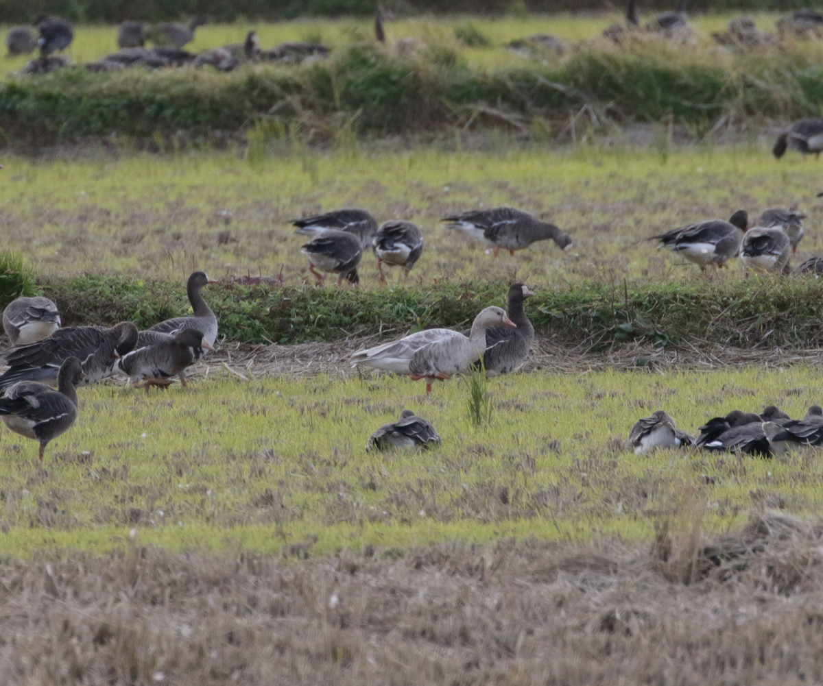 BIRDING - Kyoto, Kansai and Japan: Chasing geese in Miyagi