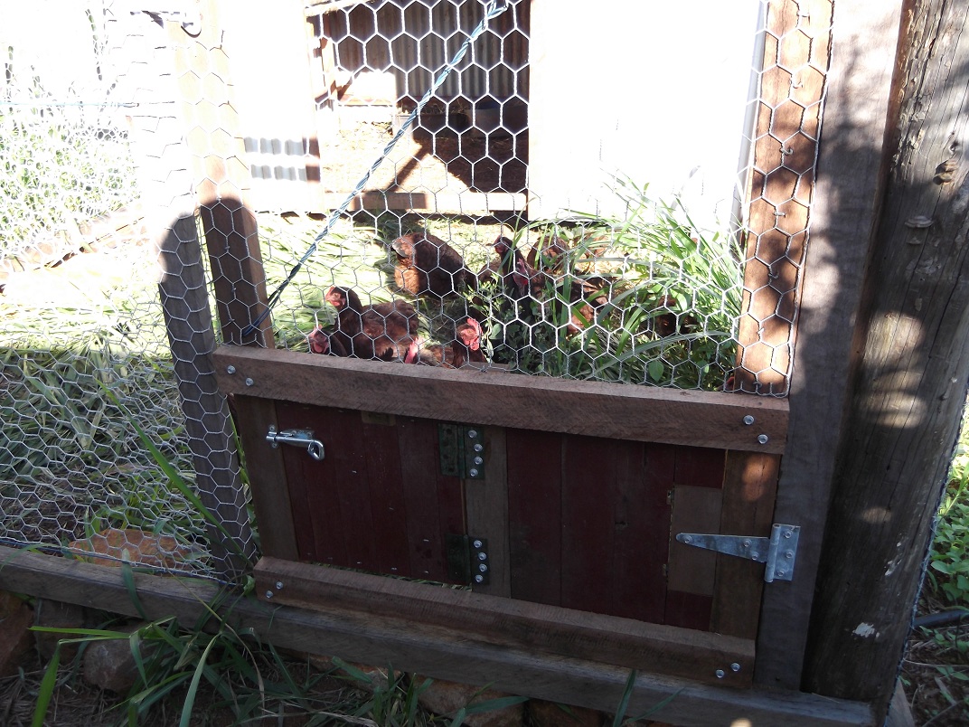 Life in the clouds: Chook pen is done