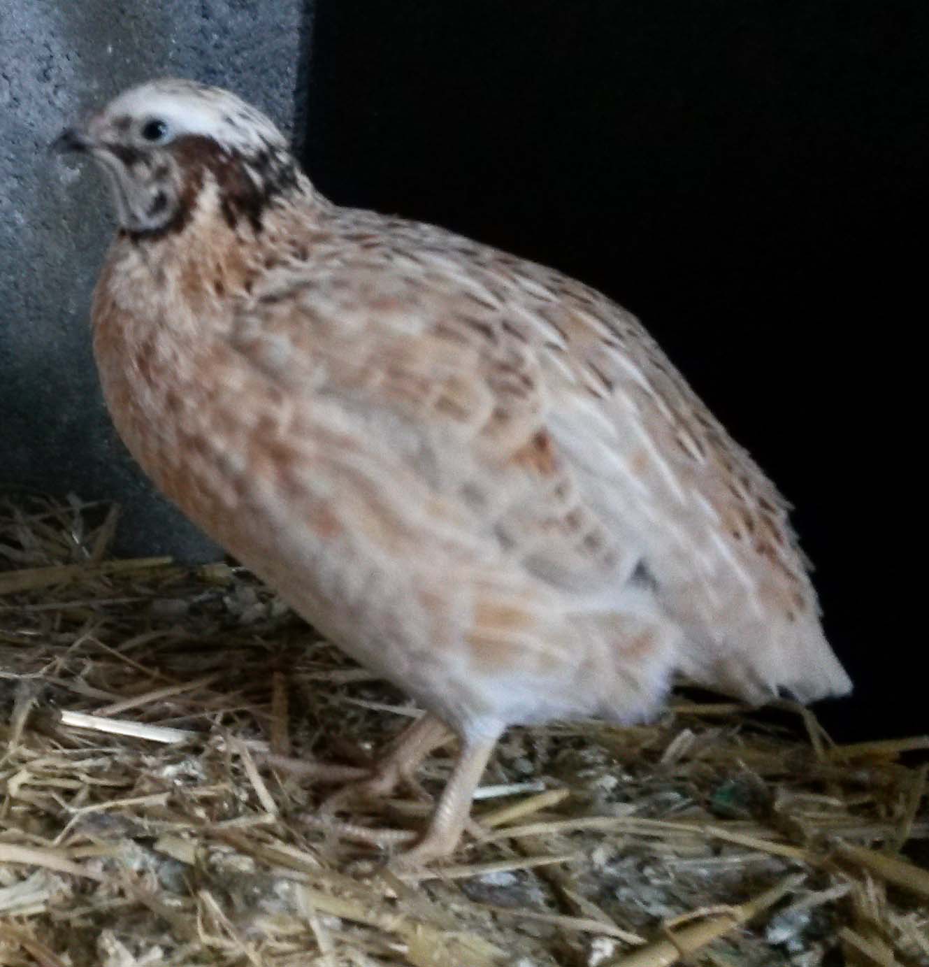 BREIZH ATLANTIQUE CAILLES