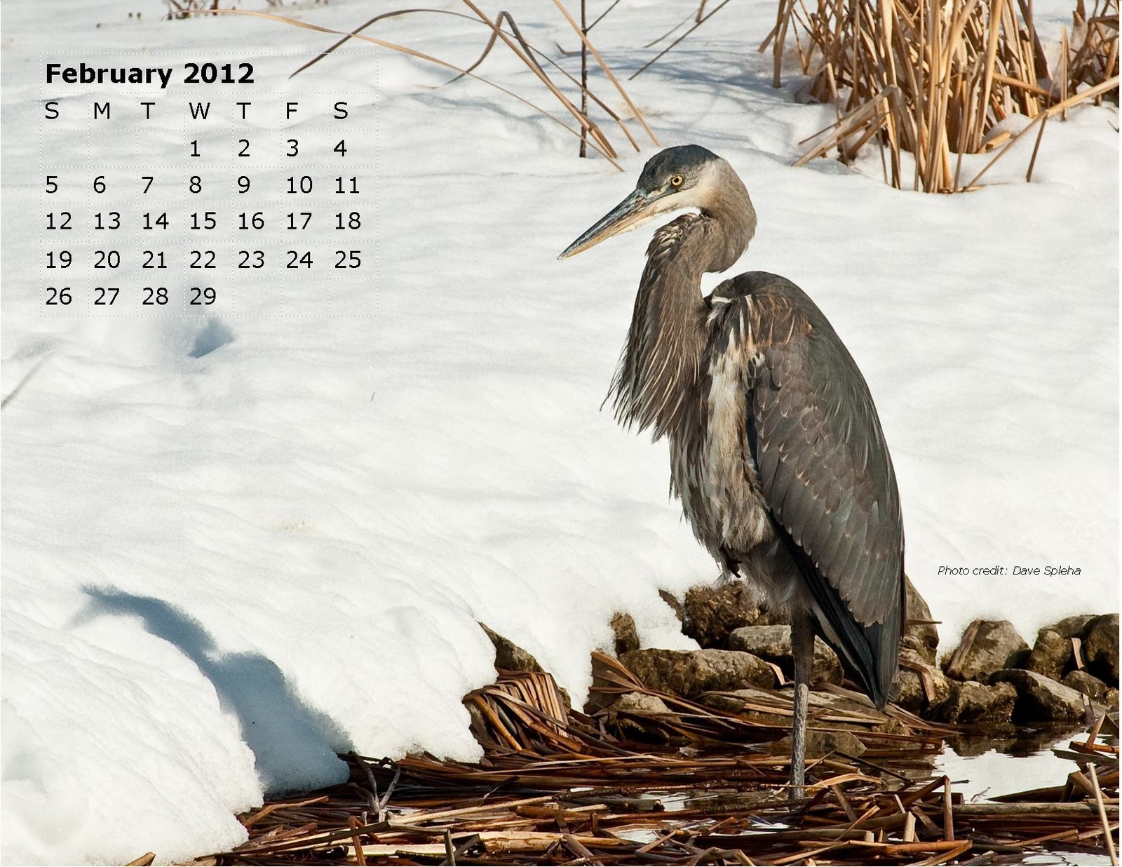 Fermilab Natural Areas: February Desktop Calendar
