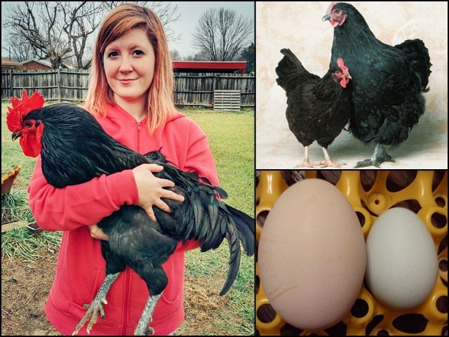 Jersey Giant Chicken Size Comparison | ppgbbe.intranet.biologia.ufrj.br