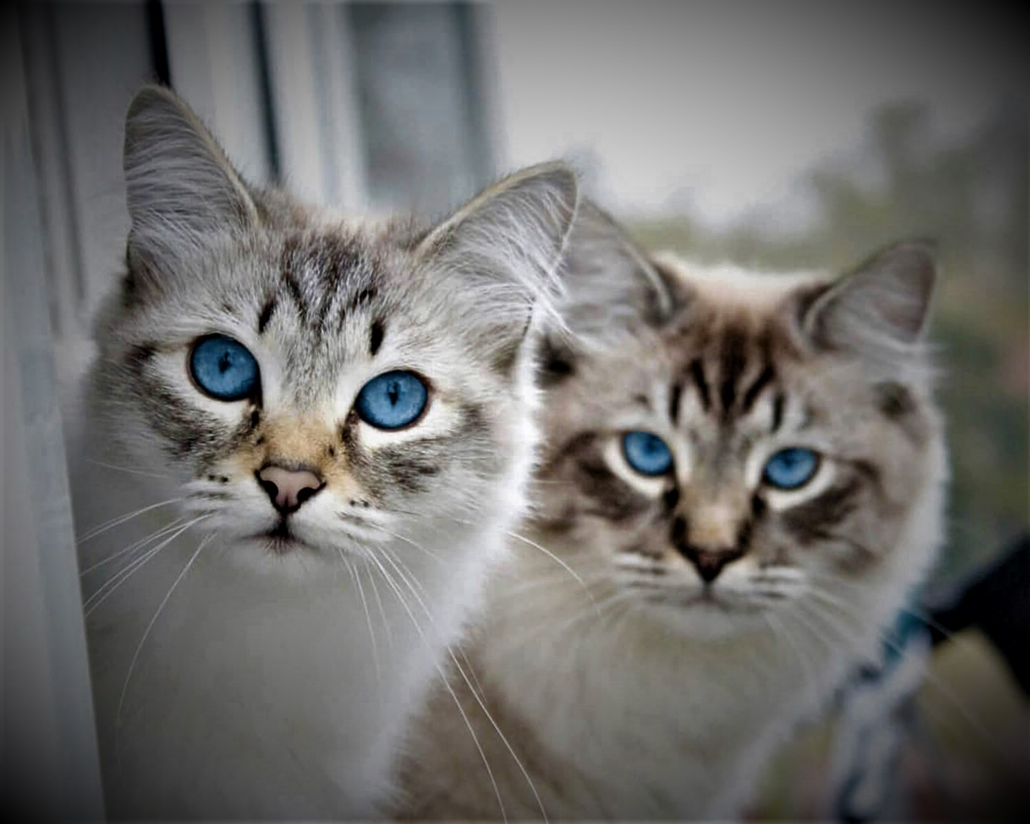 Neva Masquerade, price, breed, description, personality, diseases and care.