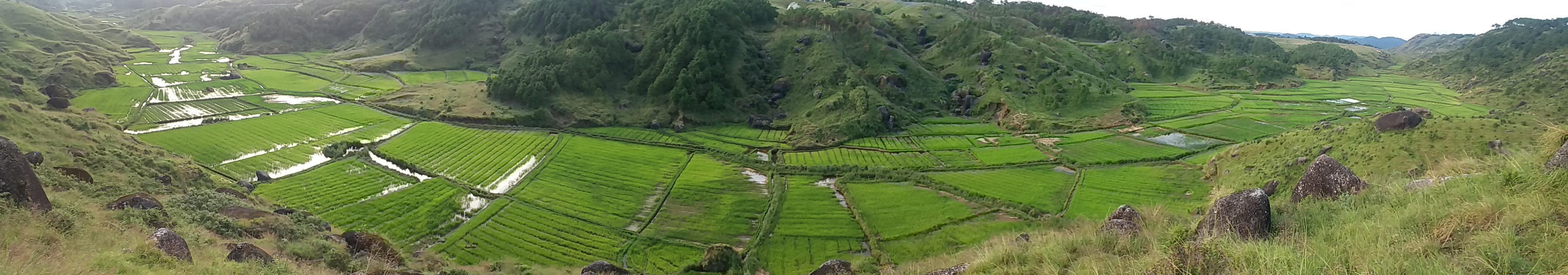 COME AND SEE: Paddy Fields at Mawkyrwat, Meghalaya