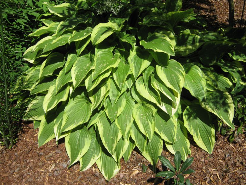 Future Plants by Randy Stewart: Hosta