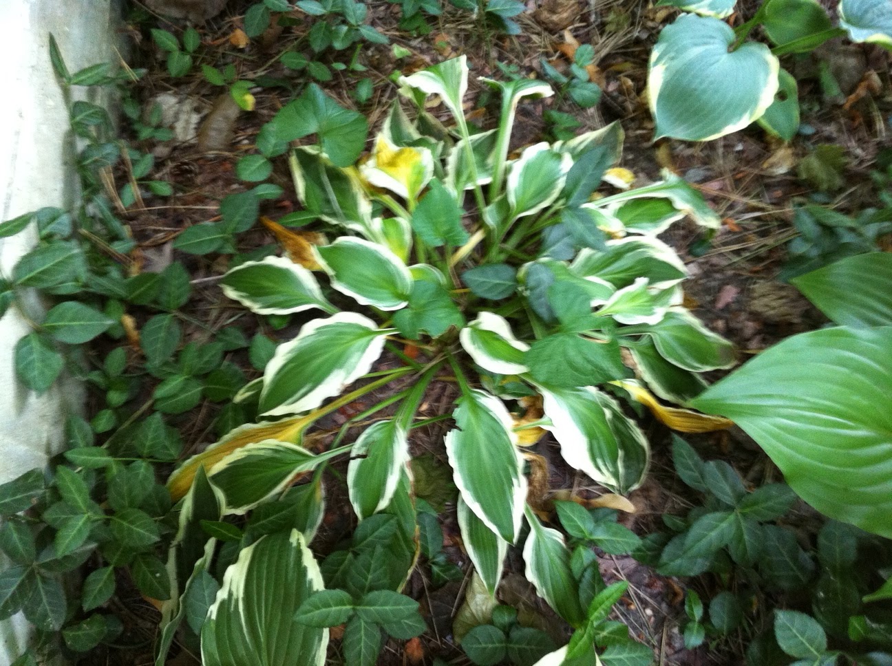 Teresa's Garden Song: Hosta Pests - Fungus?