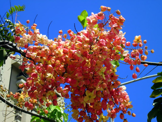 Comfort Spiral: Shower Tree
