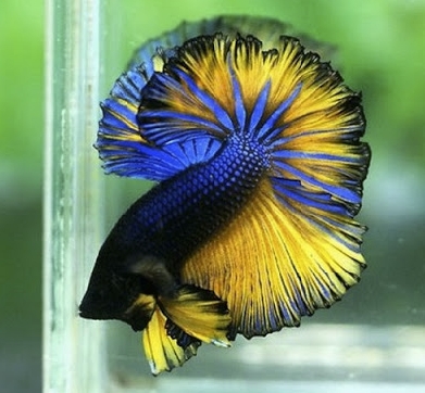 Ikan Cupang Halfmoon Tercantik yang Mahal dan Langka beserta Gambarnya