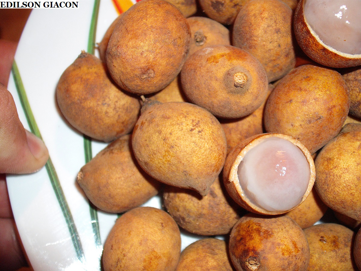 Viveiro Ciprest - Plantas Nativas e Exóticas: Pitomba do Norte ...