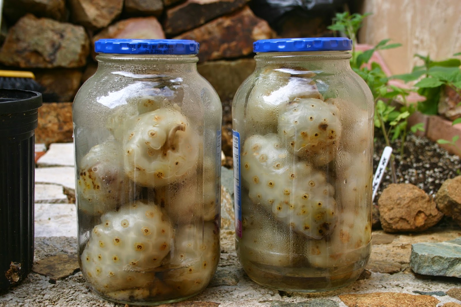 We Grow Love: Making Noni Tonic, Natures Cancer Fighter
