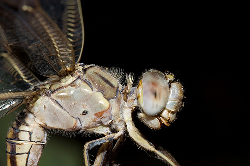 Dragonfly Macro Photography
