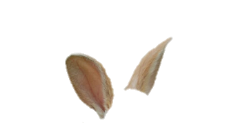 Real rabbit ears png || Bunny ears png