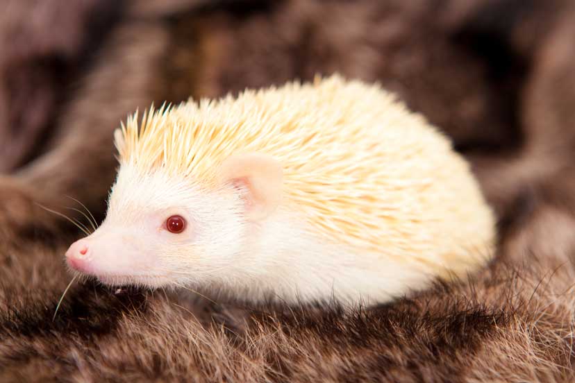 Jenis Landak Mini Dan Harga Terbaru Landak Mini - Kagarut.com | Booking ...