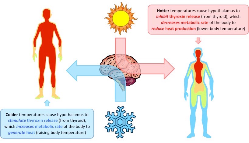 COMPENDIO DE DE BIOFÍSICA : 23. FENÓMENOS TERMODINÁMICOS, HOMEOSTÁTICOS ...