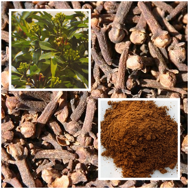 Herbolari 73 - Plantas medicinales. Aromaterapia: CLAVO DE OLOR ...