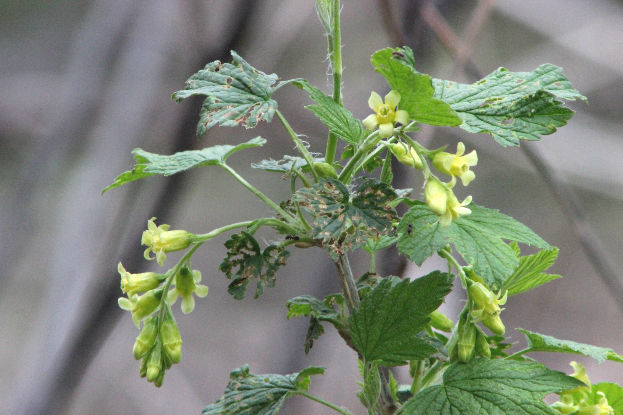 Heuchera americana - American alumroot care and culture | Travaldo's blog
