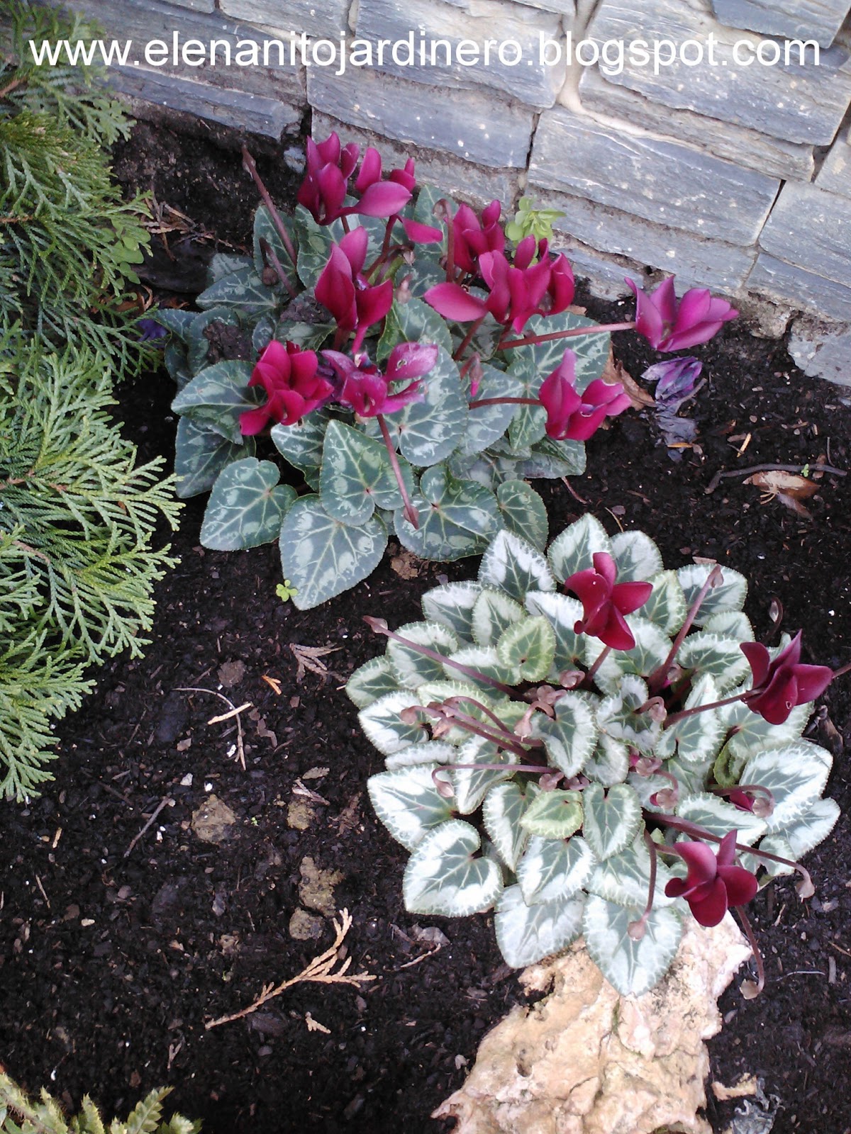 El enanito jardinero: CICLAMEN (Cyclamen)