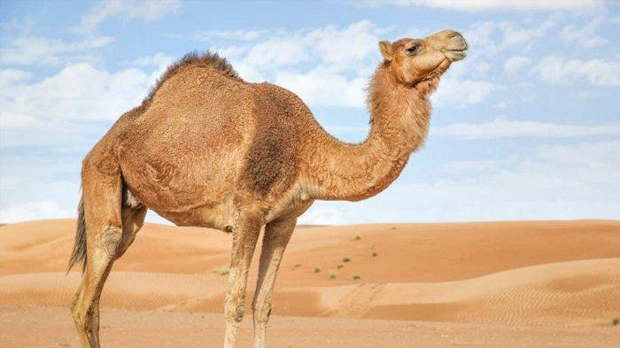 Unta Hewan Adaptasi Terbaik Di Dunia - Berita Aneh dan Unik Terbaru