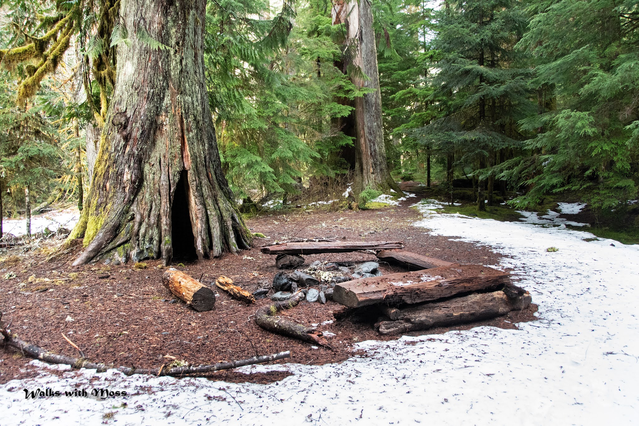 Walks with Moss: Big Log Camp after the rain and windstorm