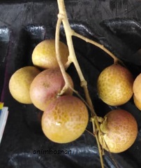 LONGAN EDAW dan PINGPONG DI MIRI | PERTANIAN REZEKI