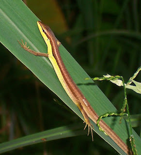 ekologi hewan warni: KADAL