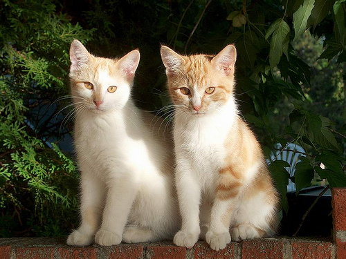 Best Jungle Life: Beautiful Animal Wallpapers & Animal Wallpapers ...