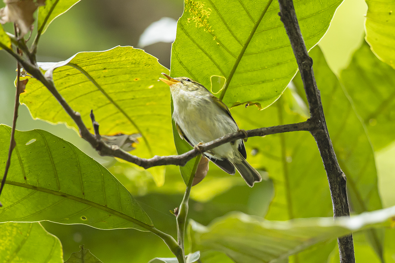 As The Crow Flies - a Hong Kong Birding Blog: 2020