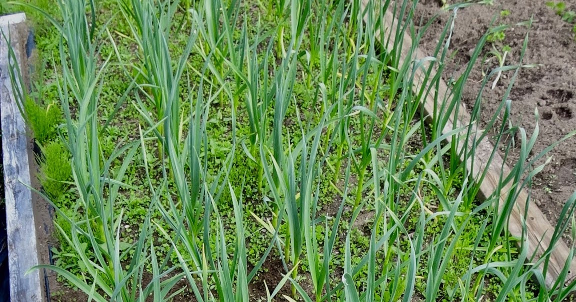 NewBlog: Weeding the Garlic