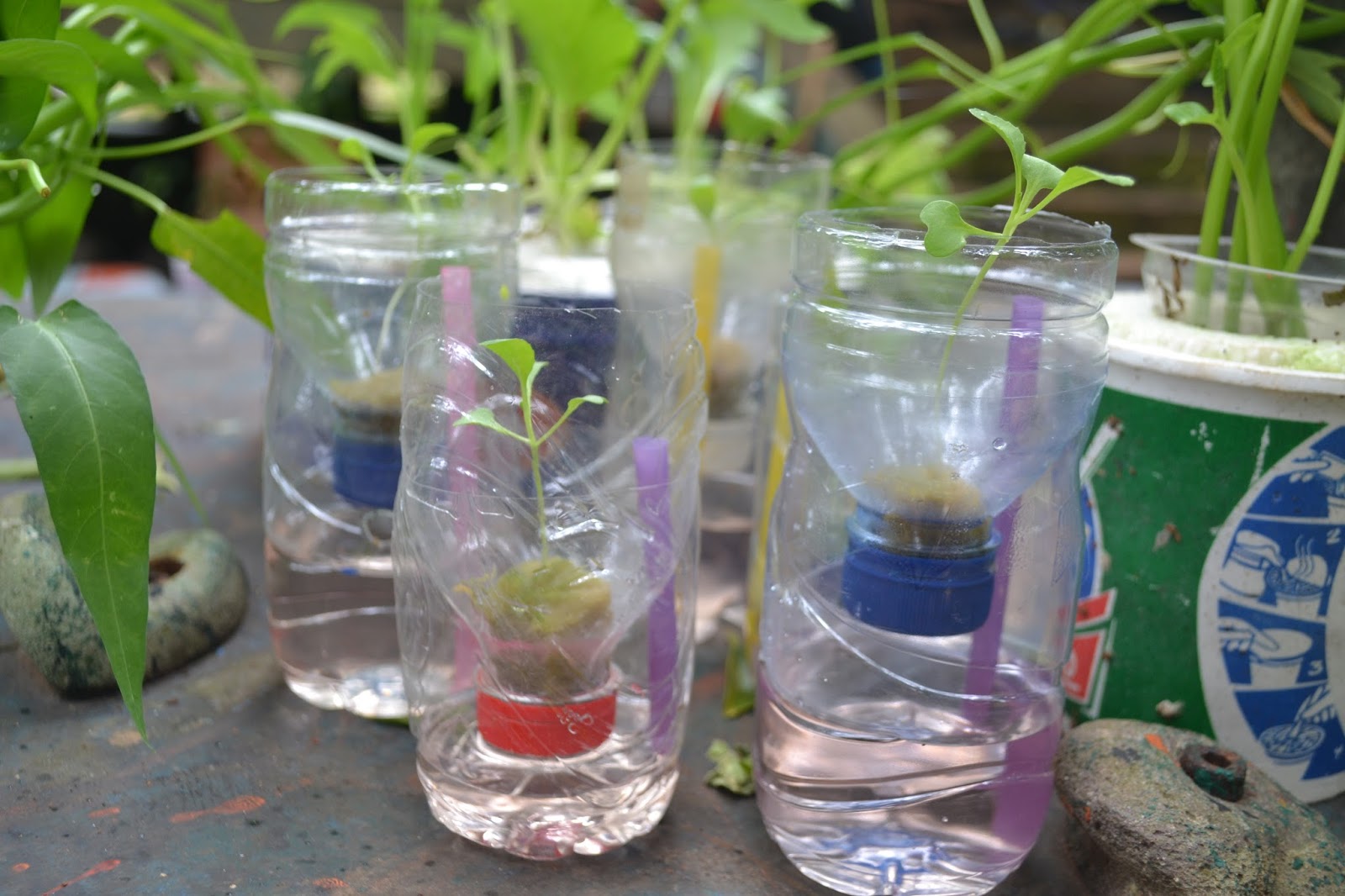 Saung Creative 2015: PEMAMFAATAN LIMBAH BOTOL PLASTIK MENJADI POT ...