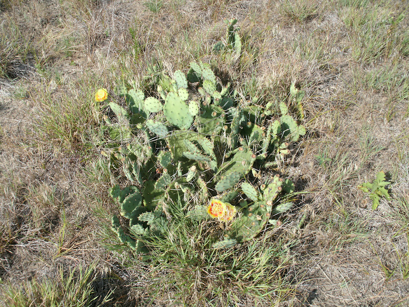 Lafayette report: Prickly pear cactus