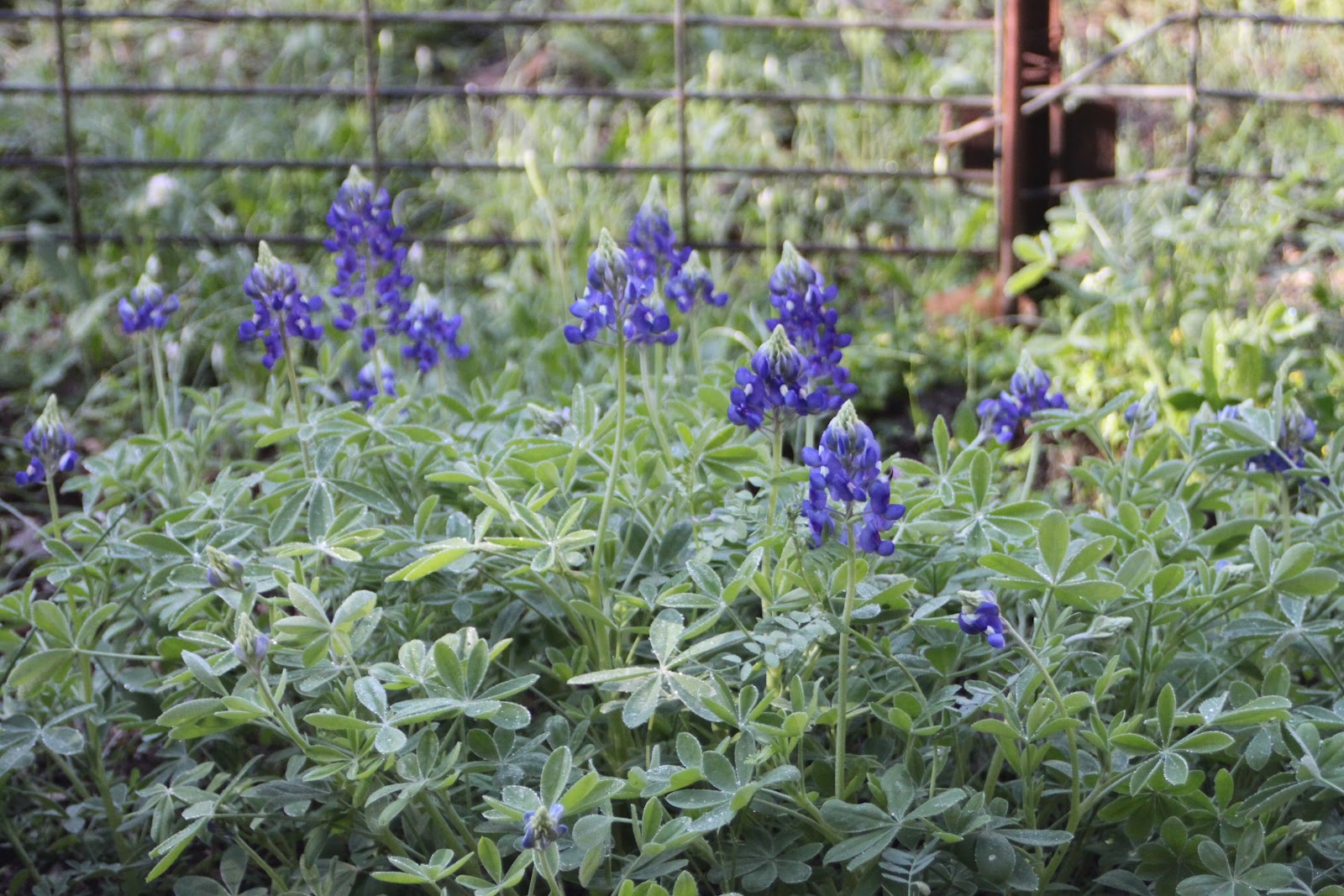 Rock-Oak-Deer: Growing Texas Bluebonnets from Seed