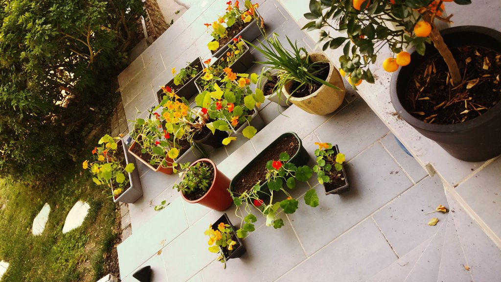 Derrière les murs de notre jardin: Arrosage des Capucines (Tropaeolum)