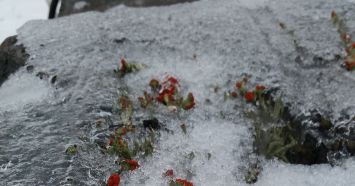Guest Blog: Lichens And Gaining The Edge On Winter Weather