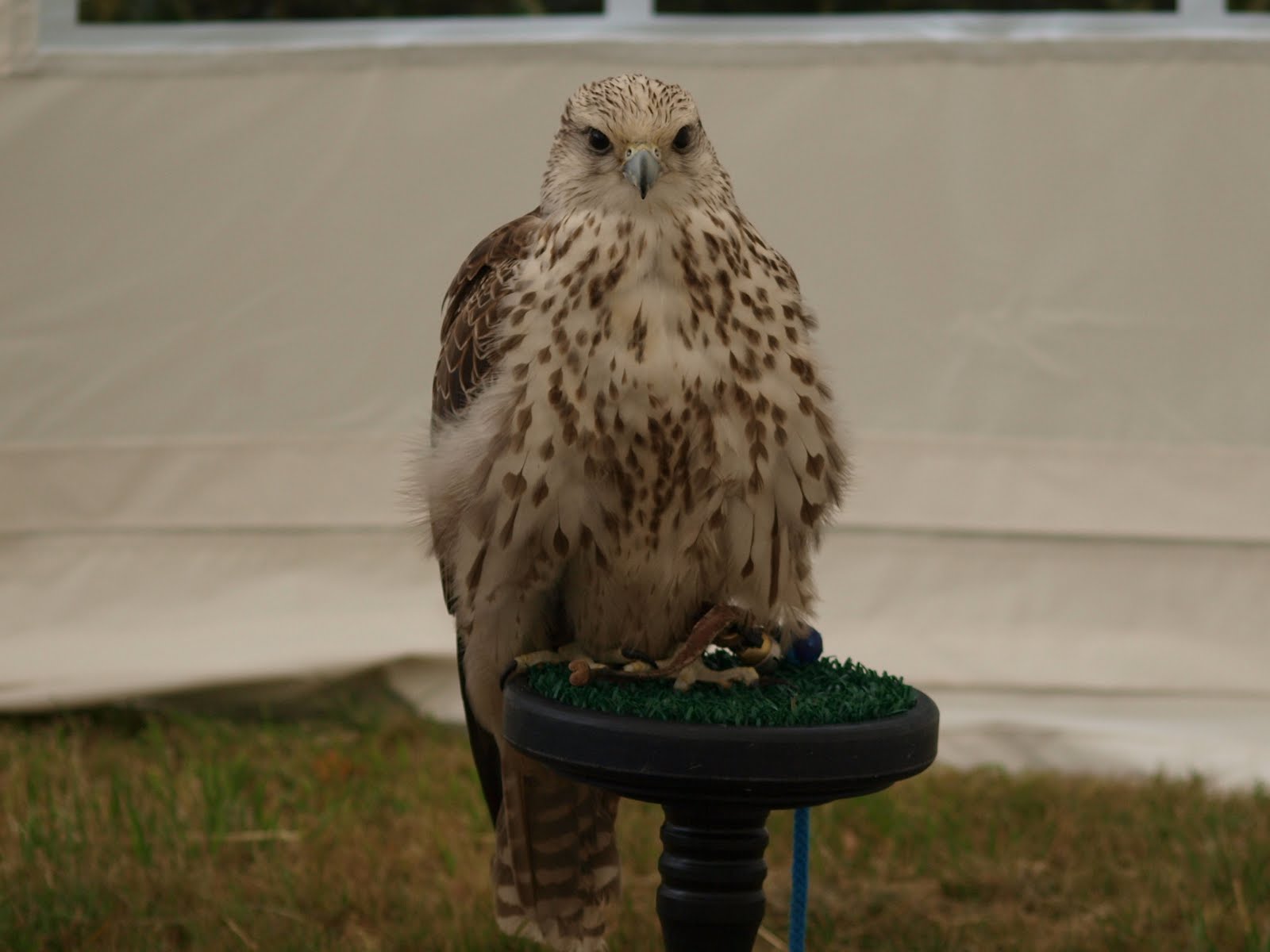 Ragged Robin's Nature Notes: Owls, Eagles, Hawks and Falcons at The Gardens