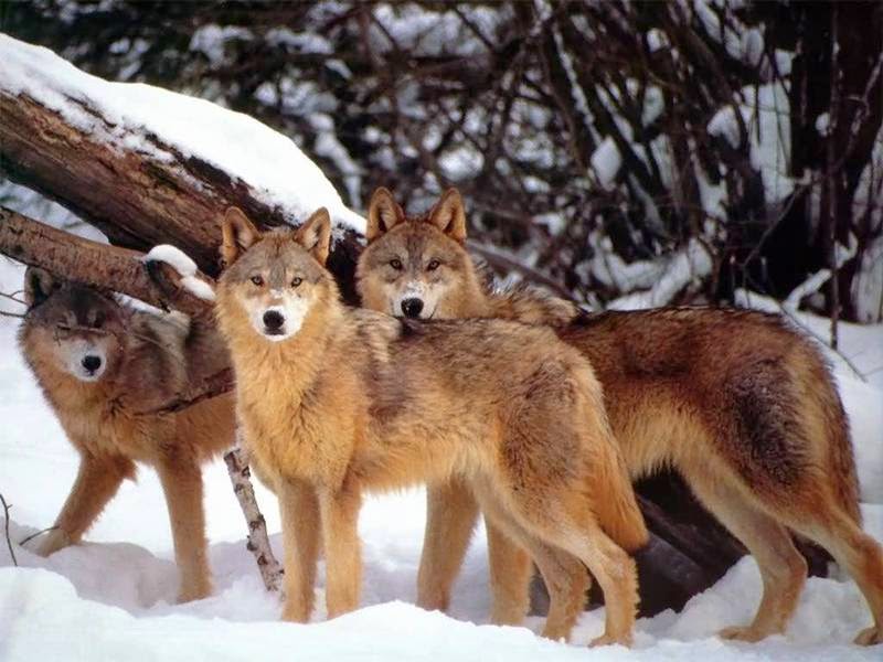 How the Reintroduction of Wolves Has Literally Changed the Landscape of ...