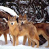 How the Reintroduction of Wolves Has Literally Changed the Landscape of ...