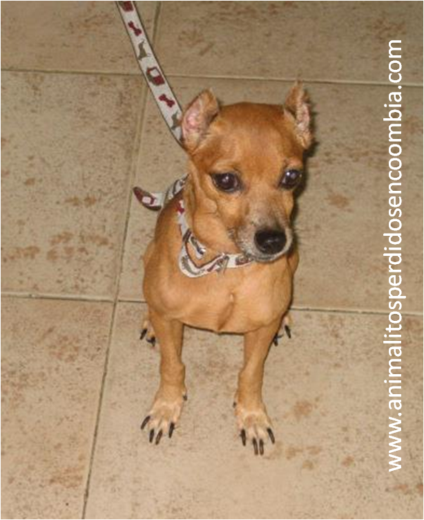 Animalitos Perdidos en Colombia: PERDIDO CARTAGENA - PERRO PINCHER ...