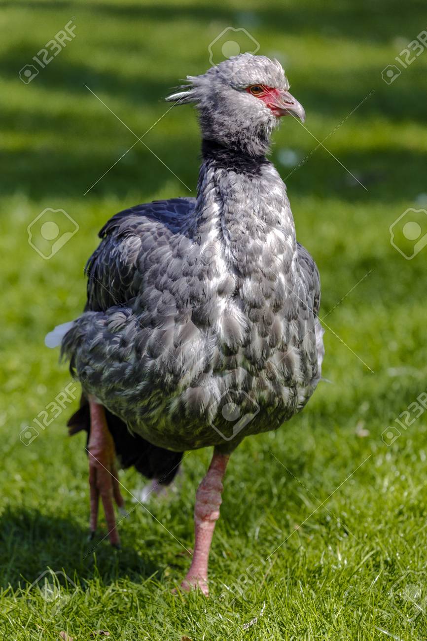 PÁJAROS ARGENTINOS: EL CHAJÁ.