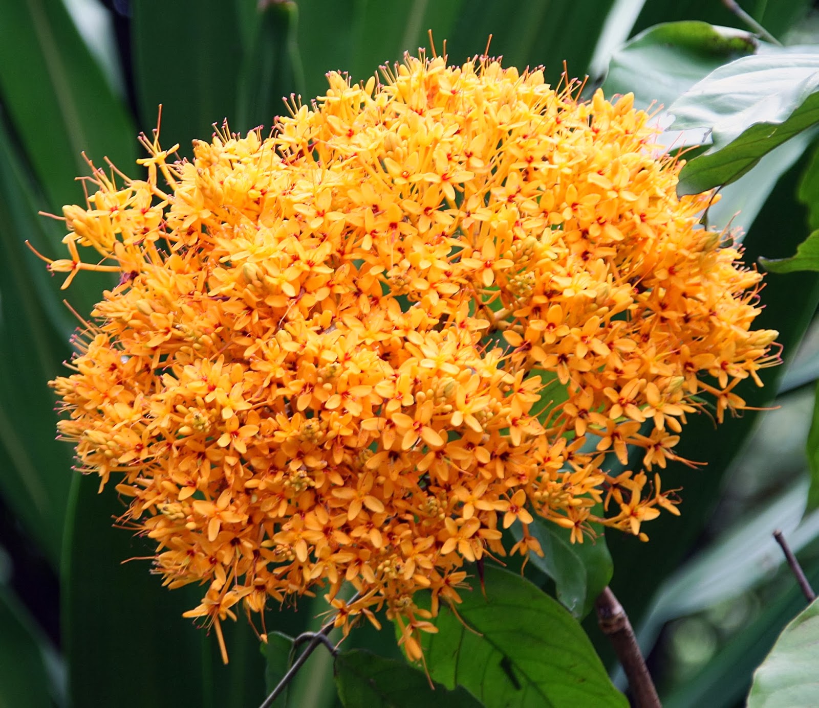 WALK IN GREENS: Saraca cauliflora