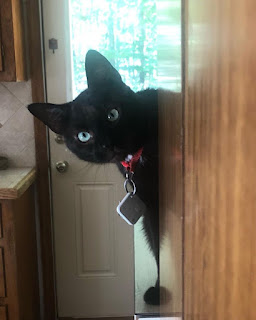 Super Dumb 18 Black Cat Photos That'll Make You Giggle That'll Spice Up ...