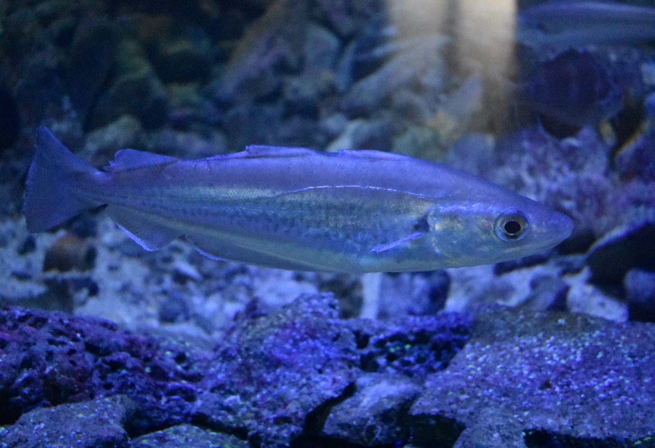 ZOOTOGRAFIANDO (6.100 ANIMALS): MERLÁN (Merlangius merlangus)