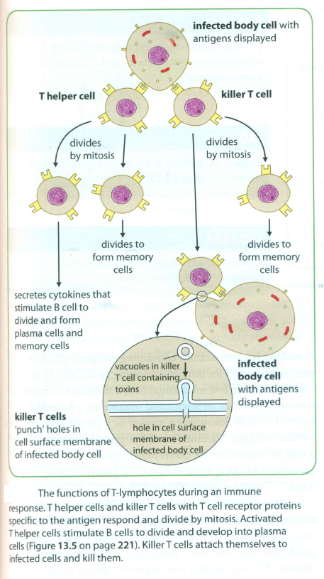 # 61 Action of T-lymphocytes | Biology Notes for A level