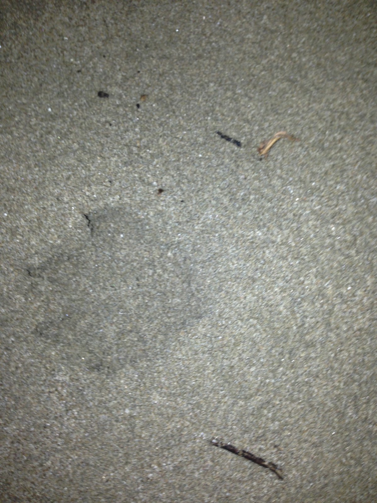 Stock Family Trip : Playa la Flor, searching for sea turtles