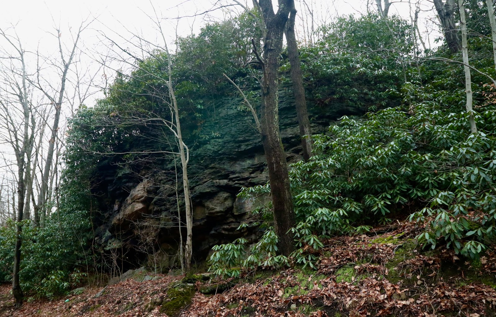 Wildfilm: Spruce Hollow