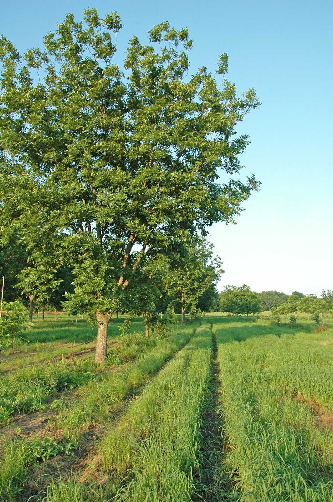 Northern Pecans: Making a second scab spray