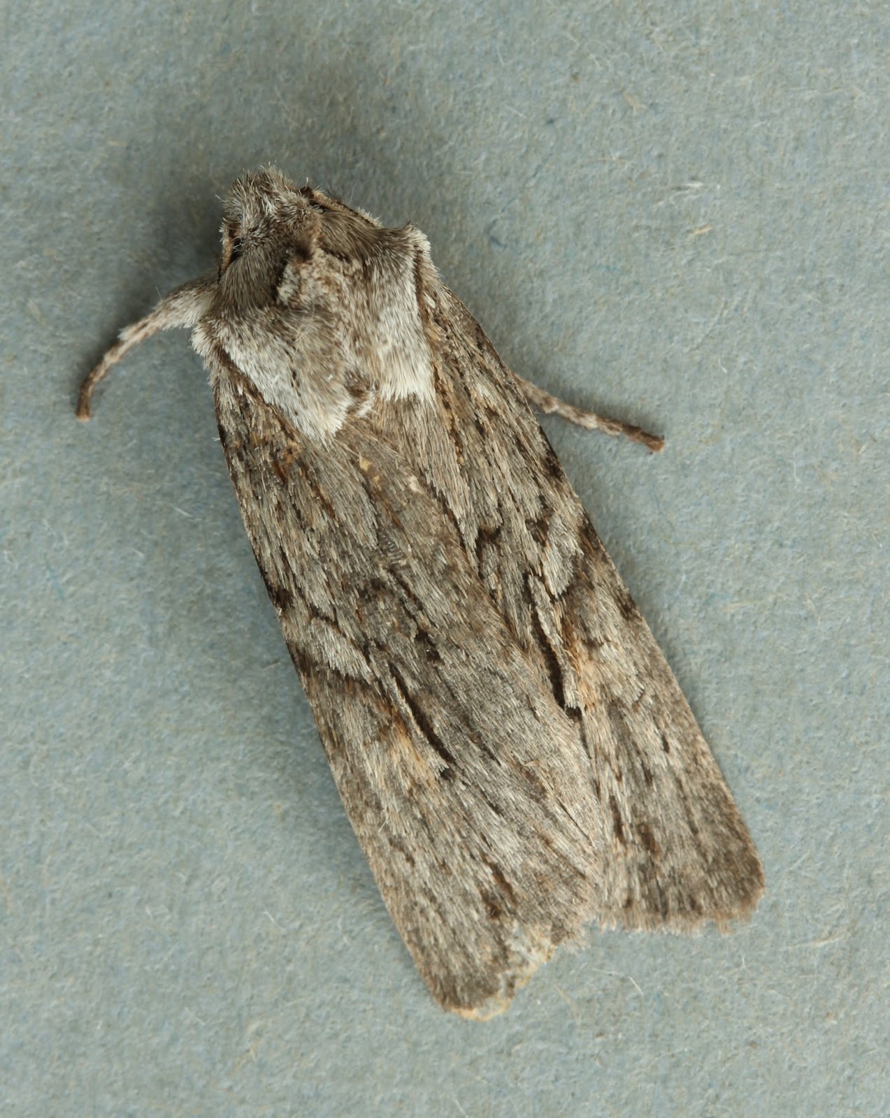 Ceredigion Moths: Small Seraphim