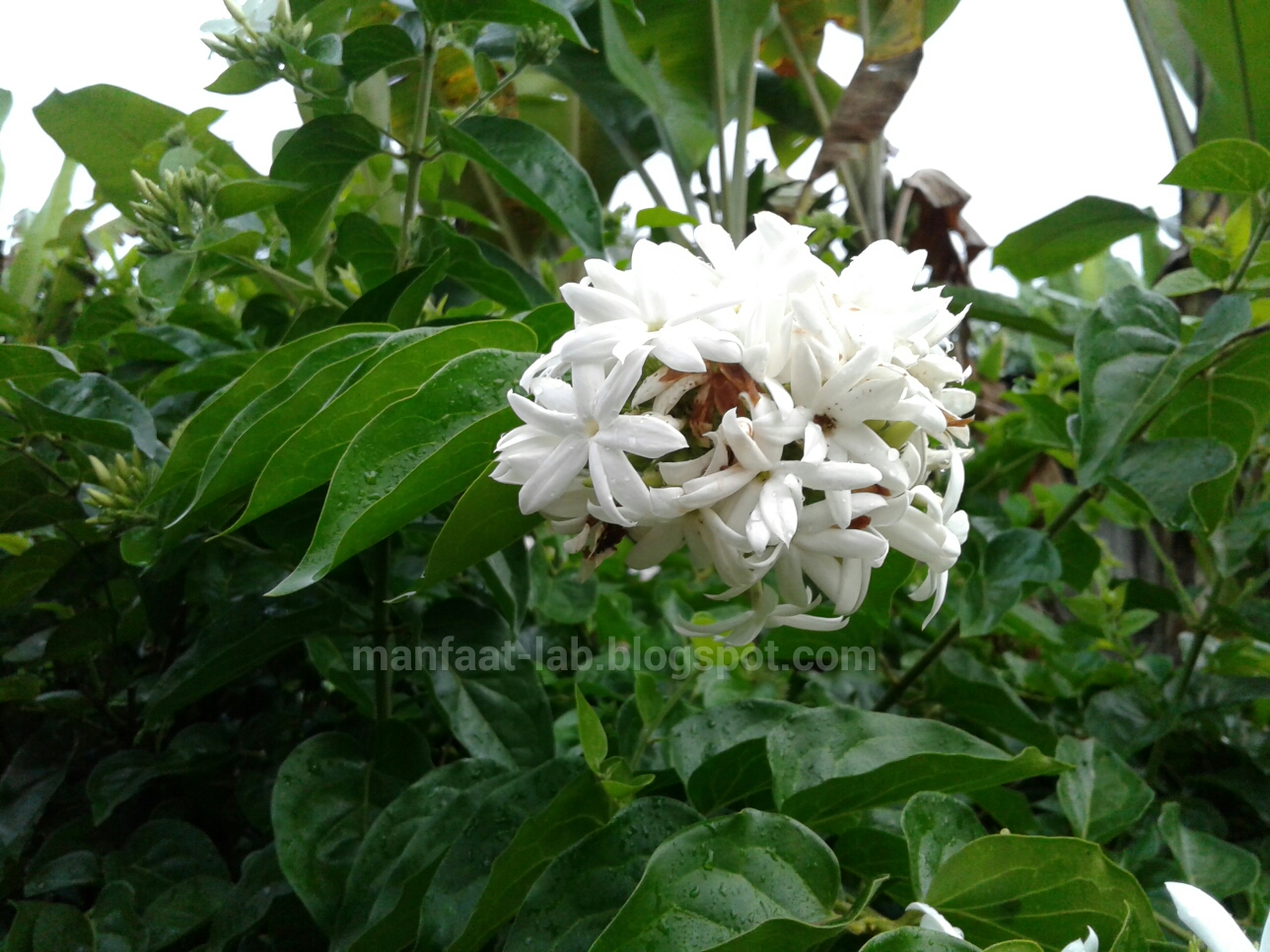 Jenis-jenis bunga melati serta manfaatnya - Manfaat-Lab