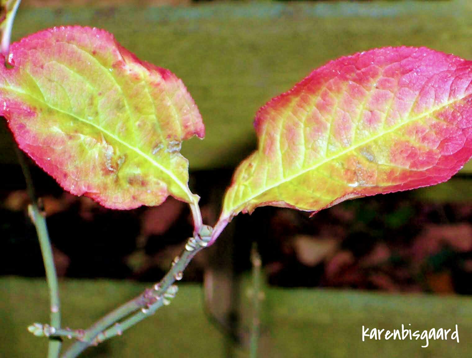 Karen`s Nature Photography: Autumn Spindle Leaves in Front of Fence.