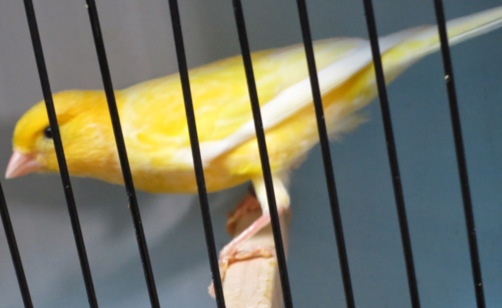 Canary Tales: 2013 NIROC Type Winners