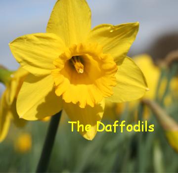 The Daffodils "Summary" | Notes for Pakistan